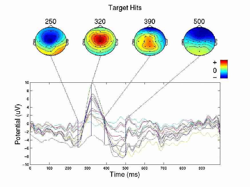 ICA EEG toolbox - function timtopo()